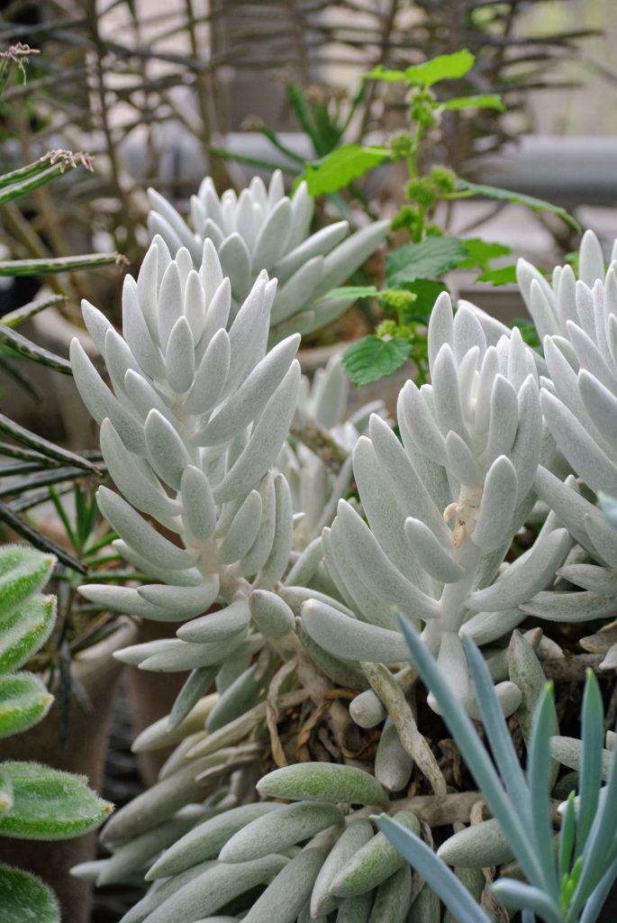 Succulents in the Greenhouse - The Martha Stewart Blog