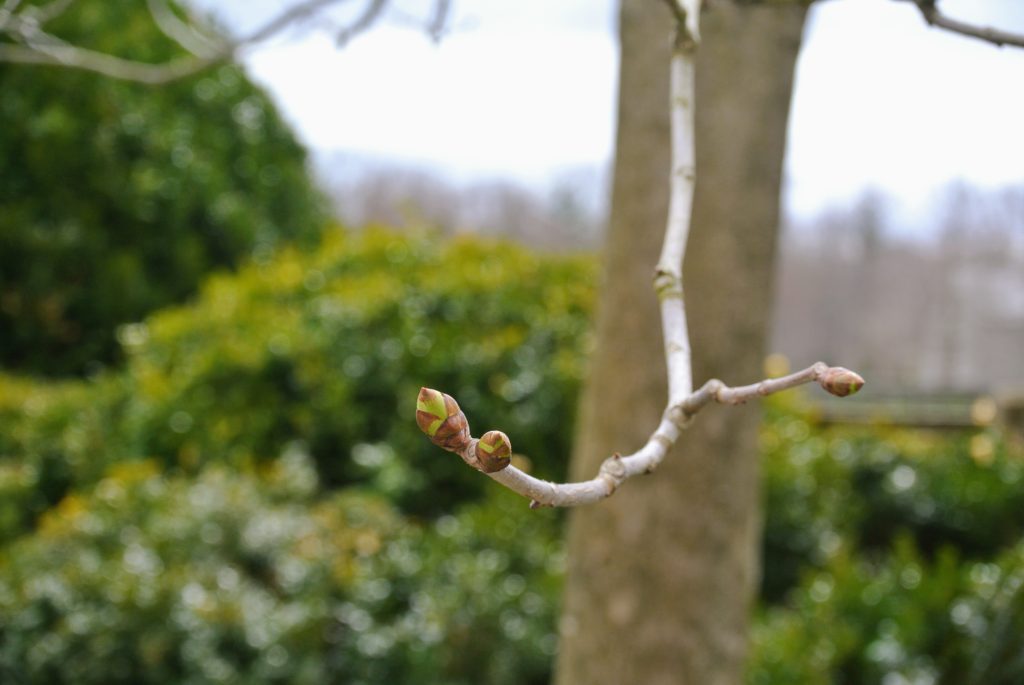 Springtime Trees Around the Farm - The Martha Stewart Blog