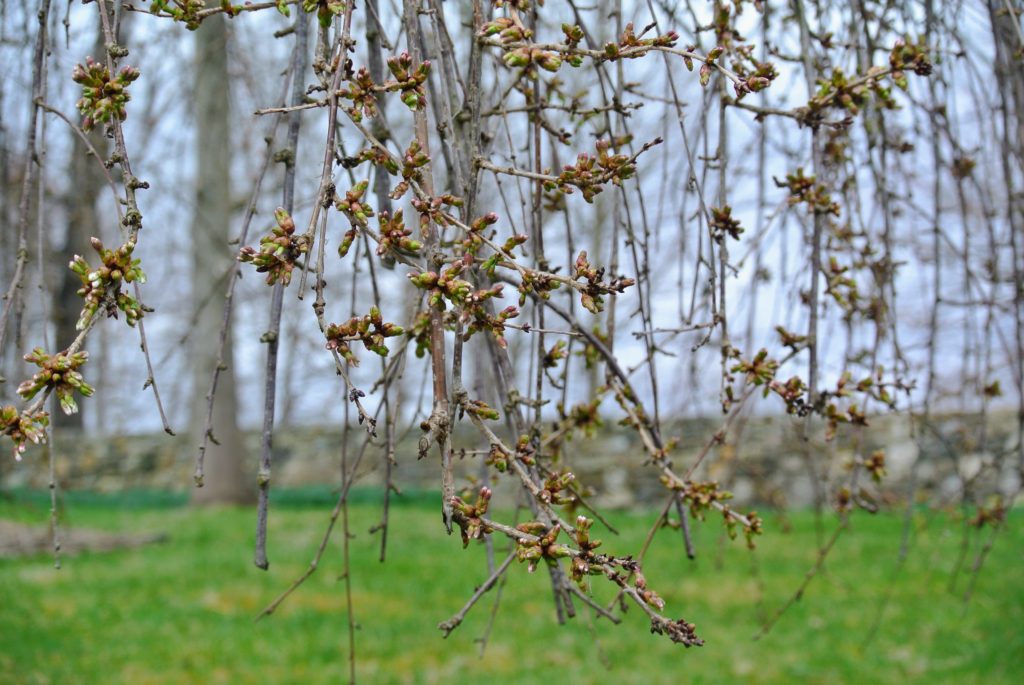 Springtime Trees Around the Farm - The Martha Stewart Blog