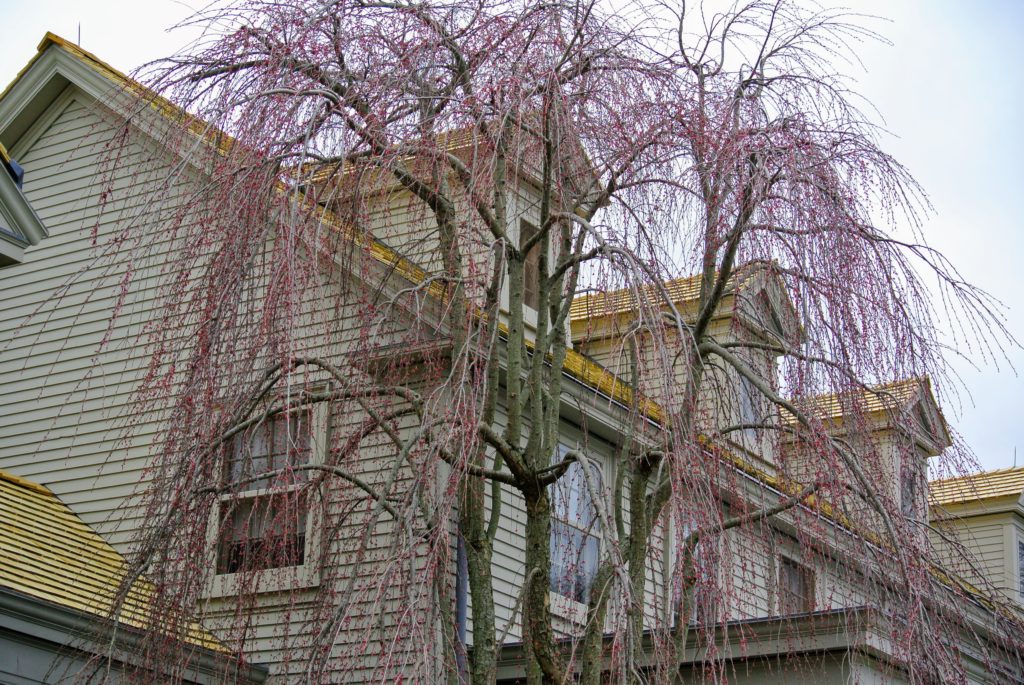 Springtime Trees Around the Farm - The Martha Stewart Blog