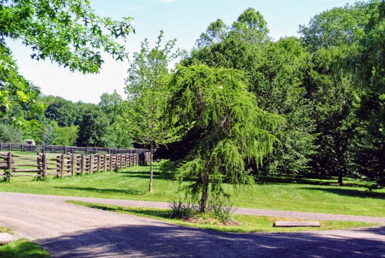Springtime Trees Around the Farm - The Martha Stewart Blog