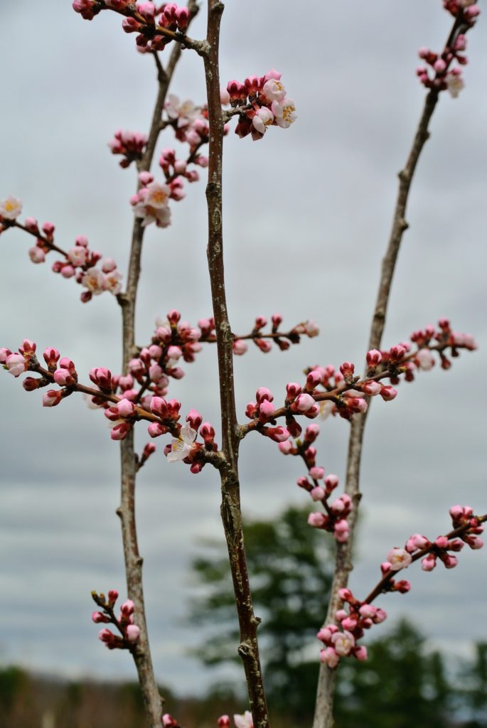 Springtime Trees Around the Farm - The Martha Stewart Blog