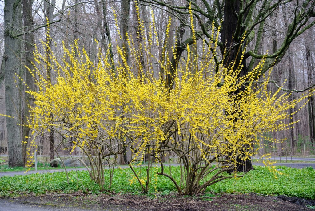 Springtime Trees Around the Farm - The Martha Stewart Blog