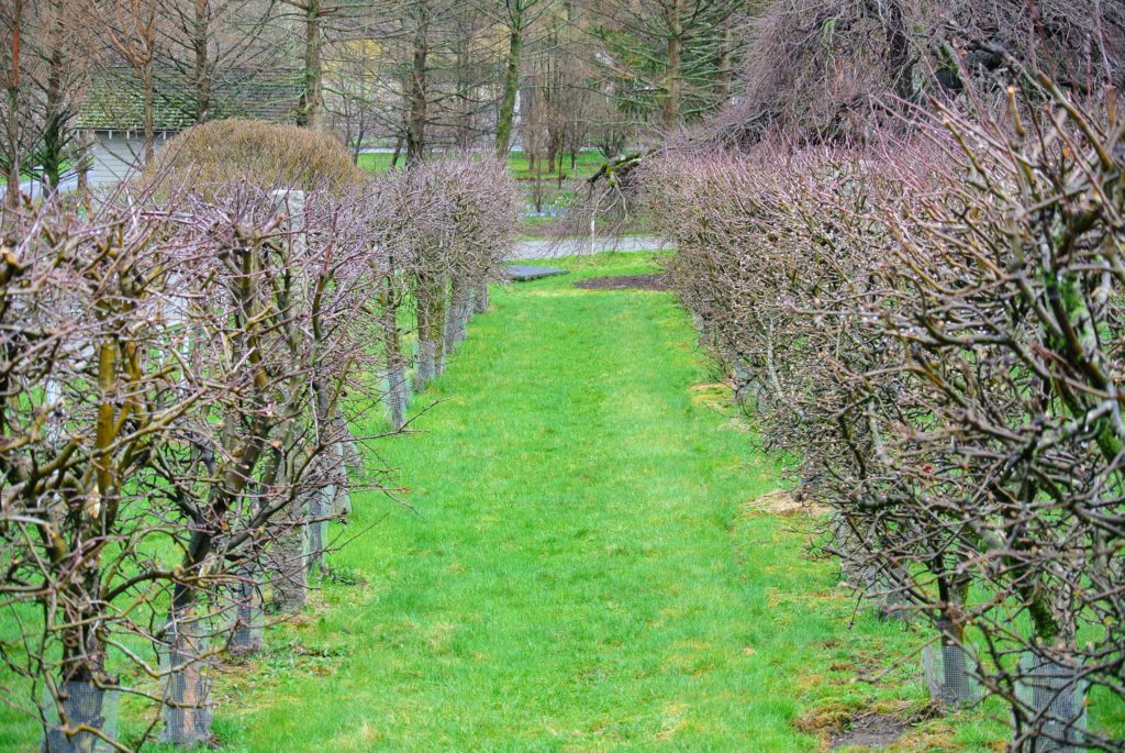 Springtime Trees Around the Farm - The Martha Stewart Blog