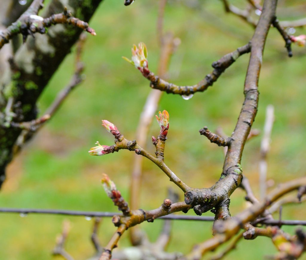 Springtime Trees Around the Farm - The Martha Stewart Blog