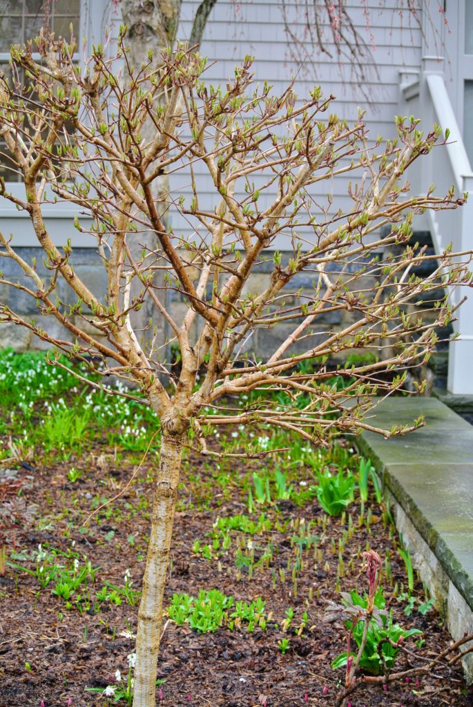 Springtime Trees Around the Farm - The Martha Stewart Blog