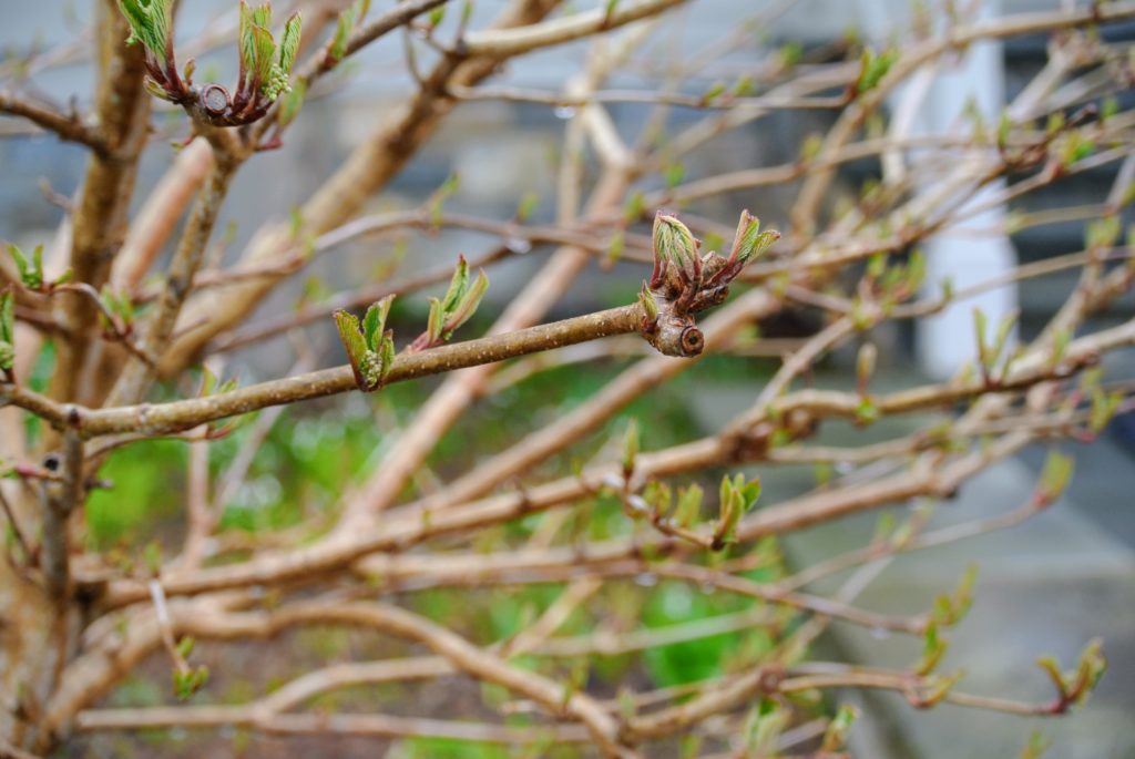 Springtime Trees Around the Farm - The Martha Stewart Blog