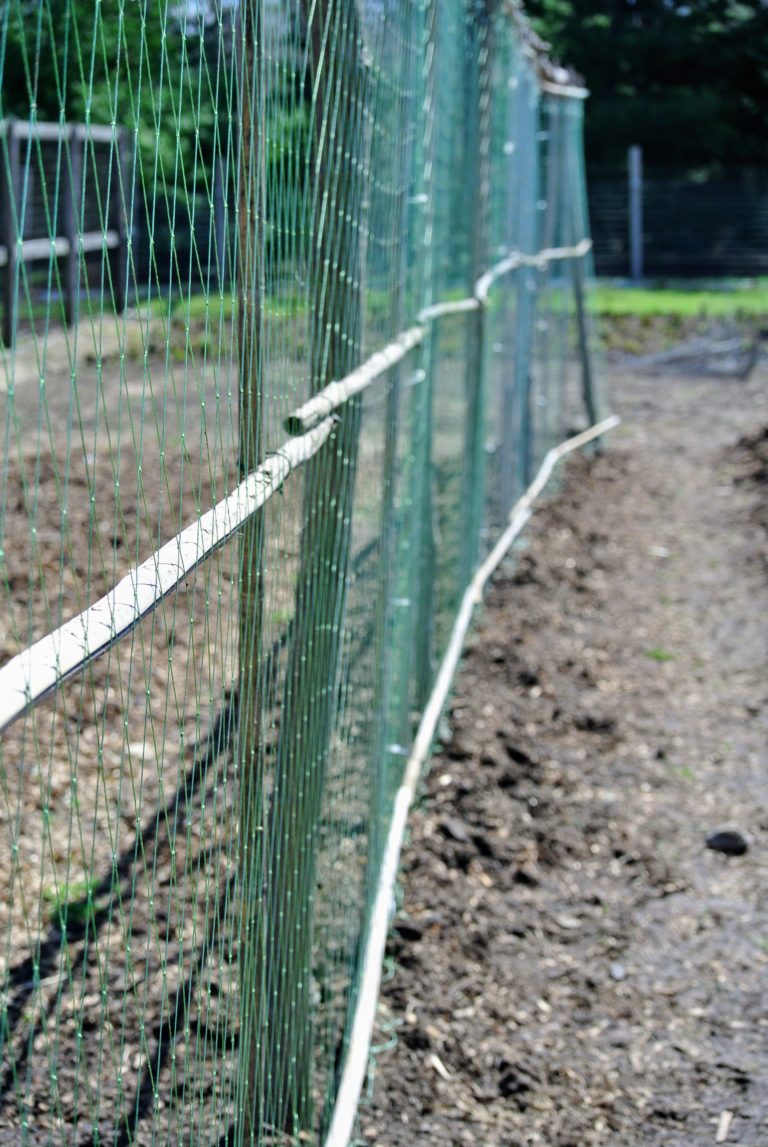 Planting the Season's Sweet Peas - The Martha Stewart Blog