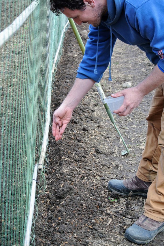 Planting the Season's Sweet Peas - The Martha Stewart Blog