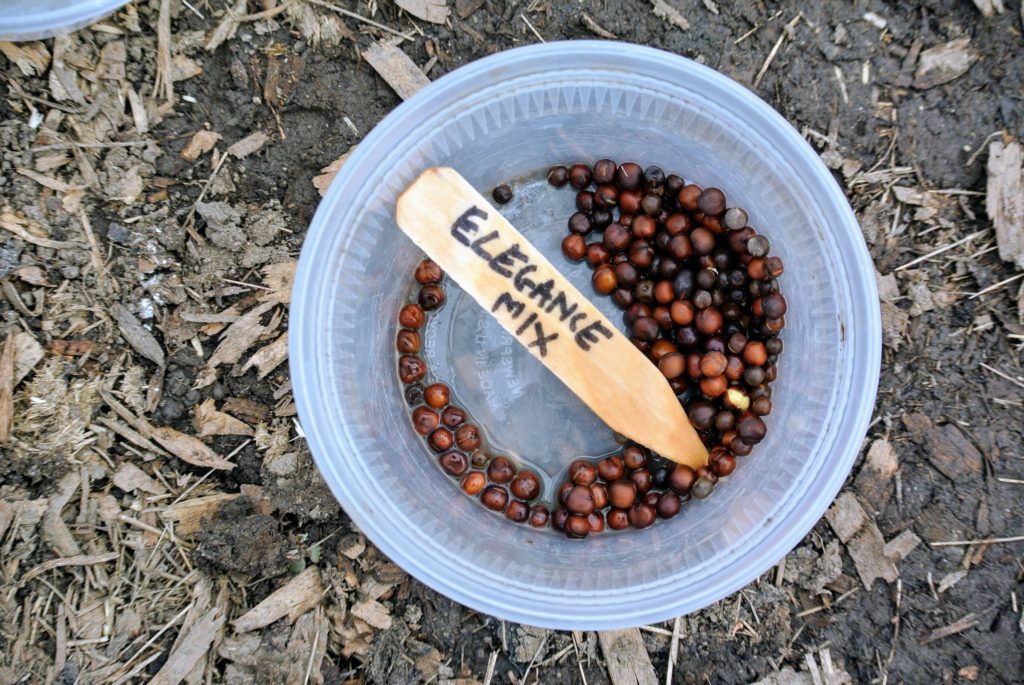 Planting the Season's Sweet Peas - The Martha Stewart Blog