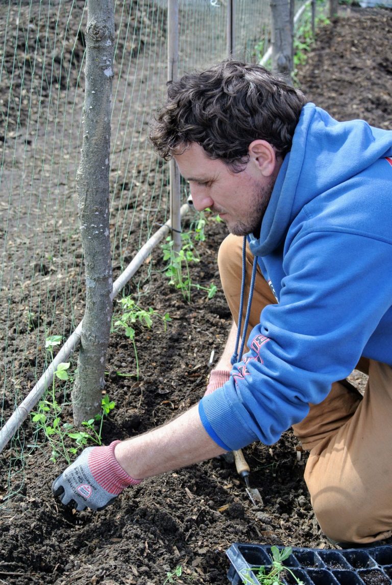 Planting the Season's Sweet Peas - The Martha Stewart Blog