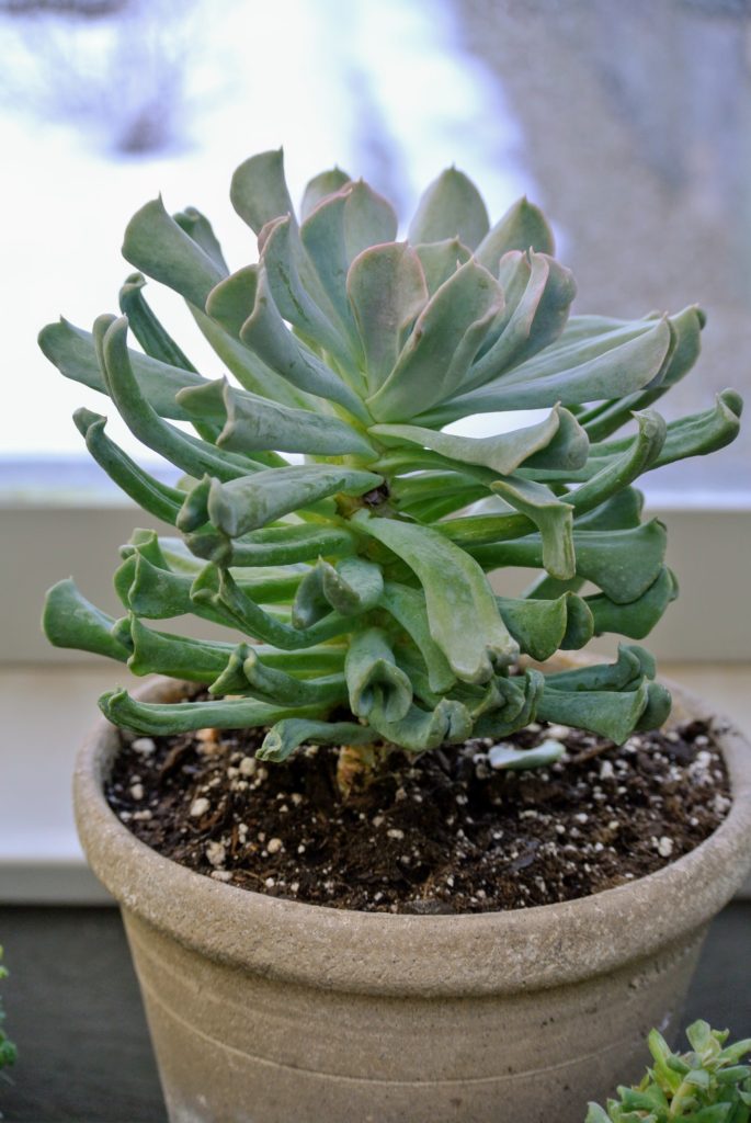 Succulents in the Greenhouse - The Martha Stewart Blog