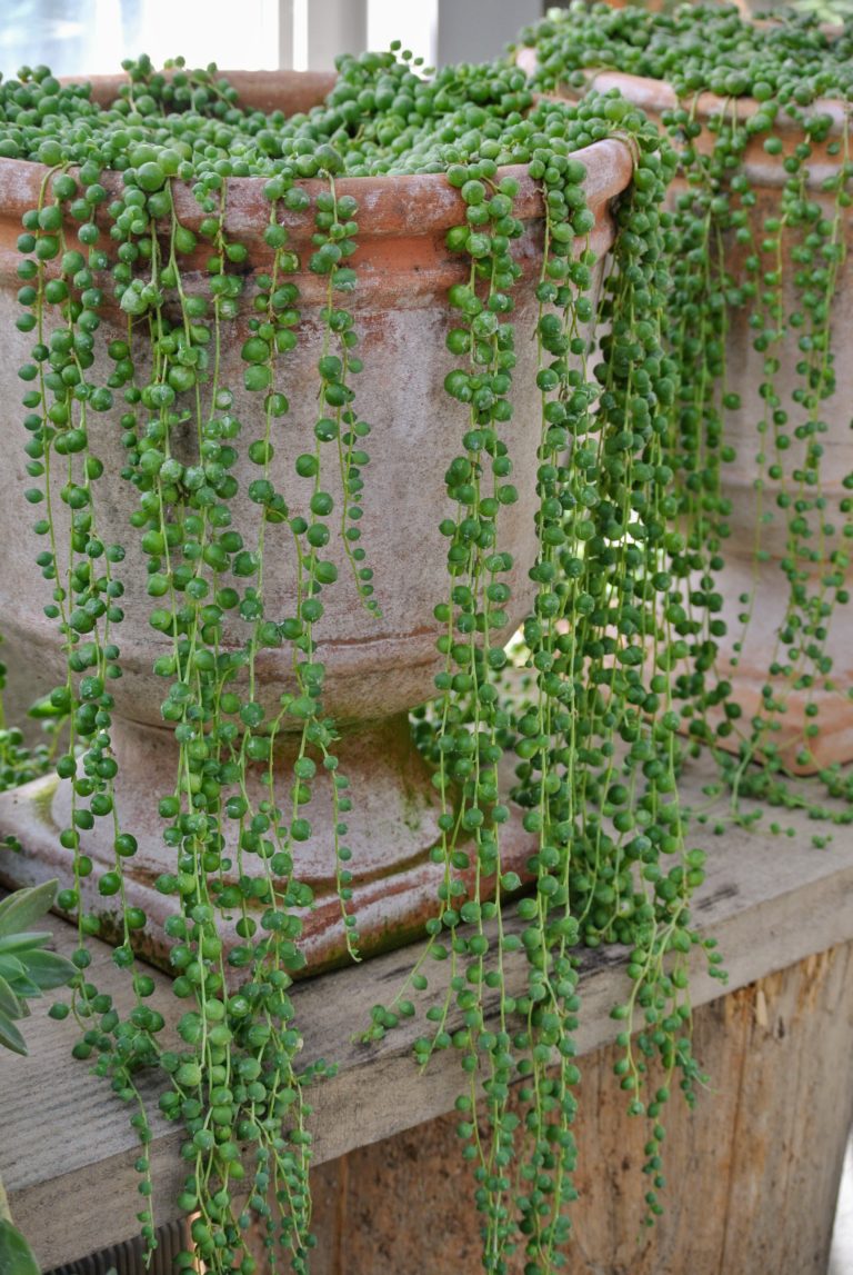 Succulents in the Greenhouse - The Martha Stewart Blog