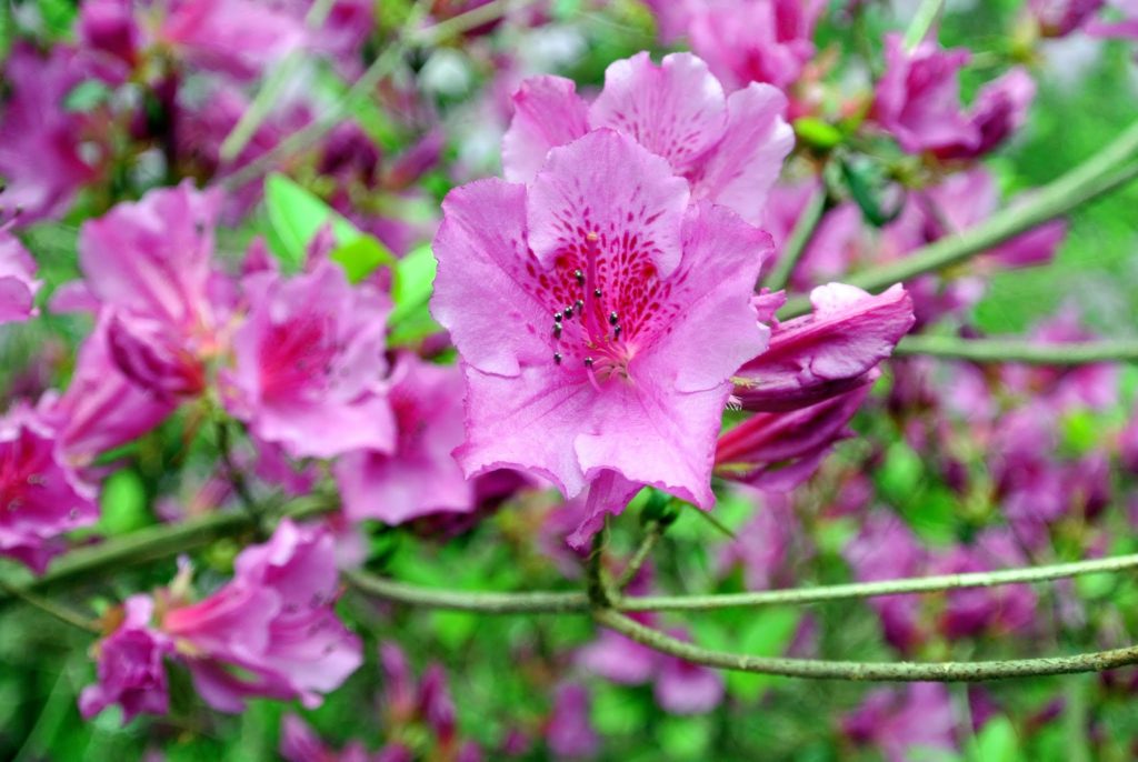 Blooming Azaleas at My Farm - The Martha Stewart Blog