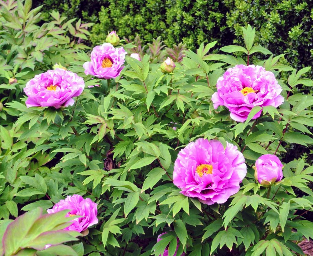 My Blooming Tree Peonies - The Martha Stewart Blog