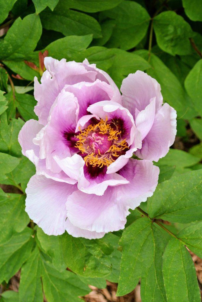 My Blooming Tree Peonies - The Martha Stewart Blog