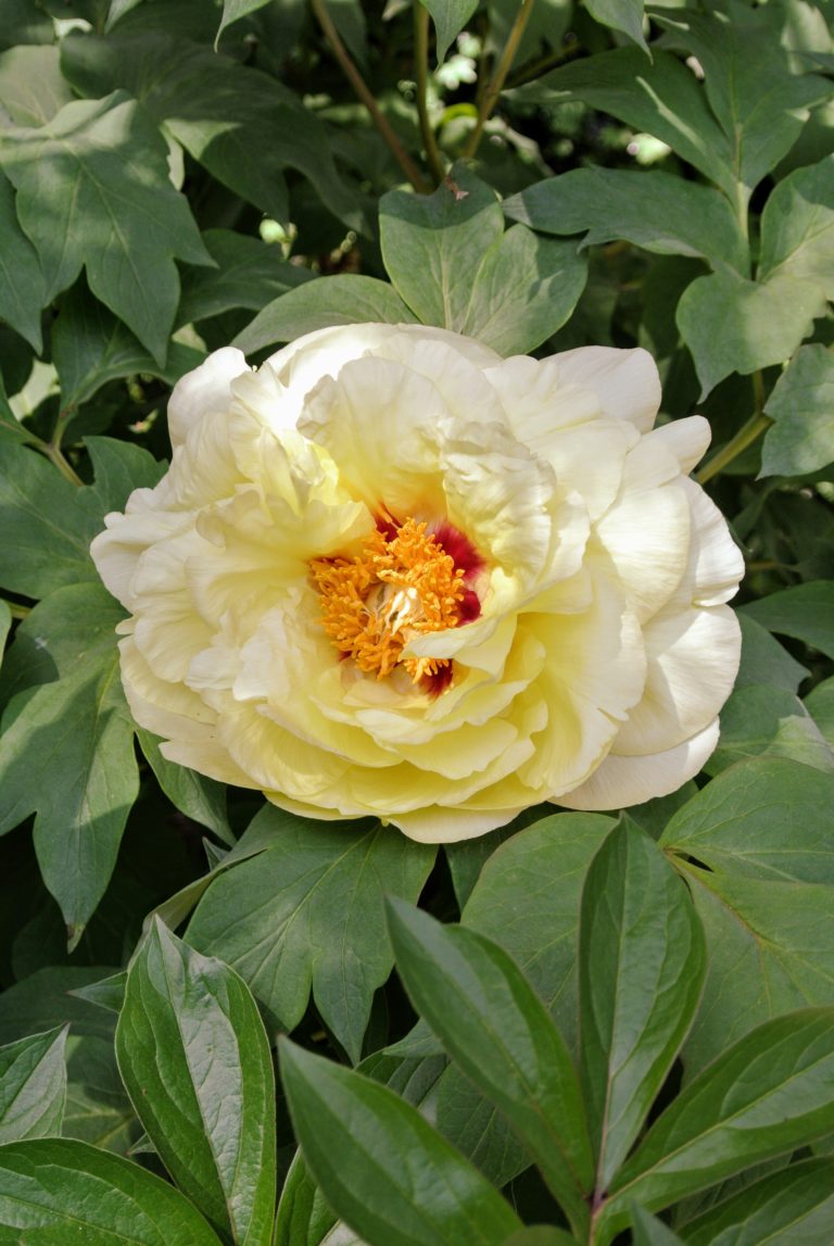The Martha Stewart Blog : Blog Archive My Blooming Tree Peonies - The ...