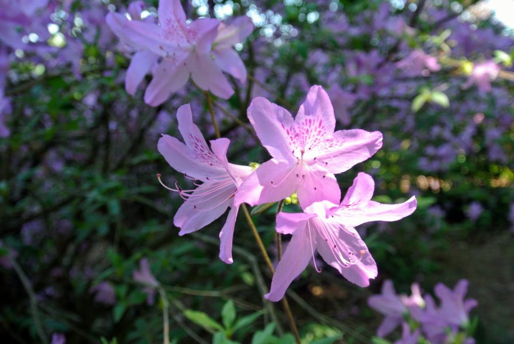 The Martha Stewart Blog : Blog Archive Blooming Azaleas at My Farm ...