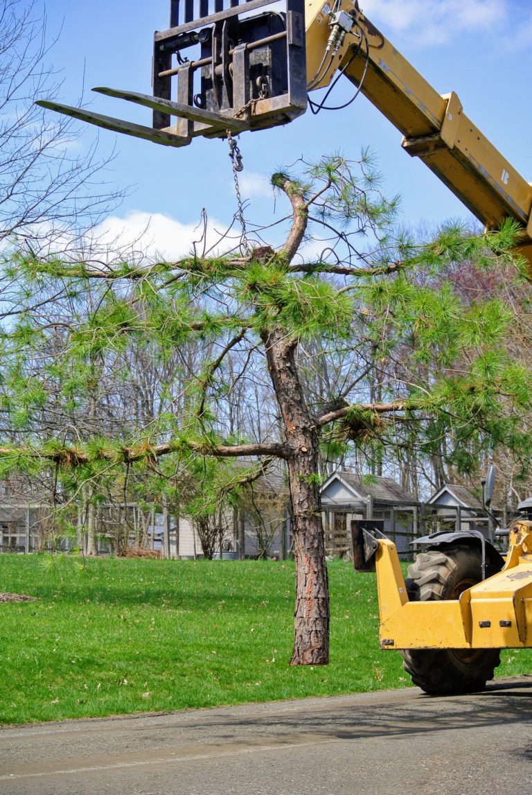 New Perches for My Peafowl - The Martha Stewart Blog