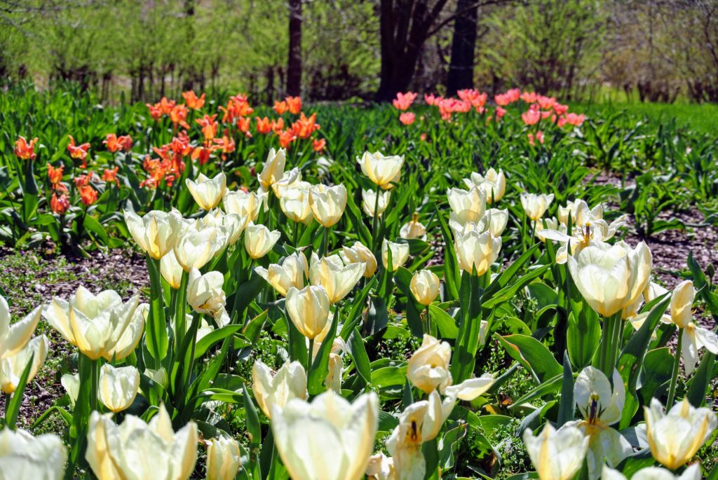 Early May Flowers Blooming at My Farm - The Martha Stewart Blog