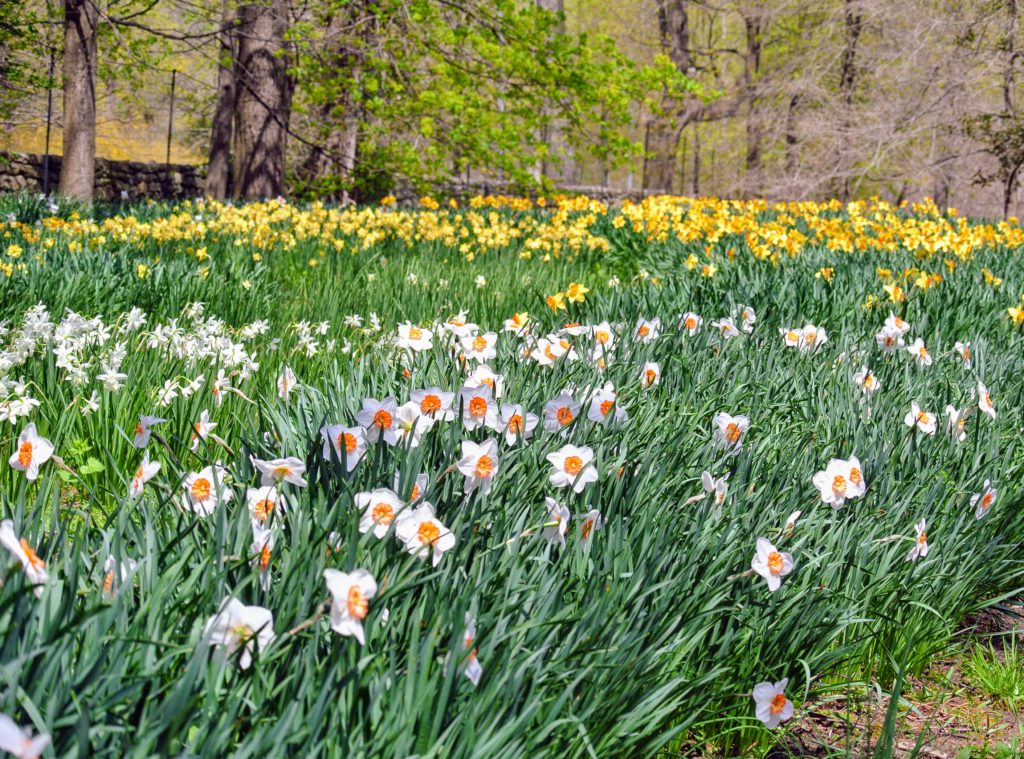 This Year's Blooming Daffodil Border - The Martha Stewart Blog