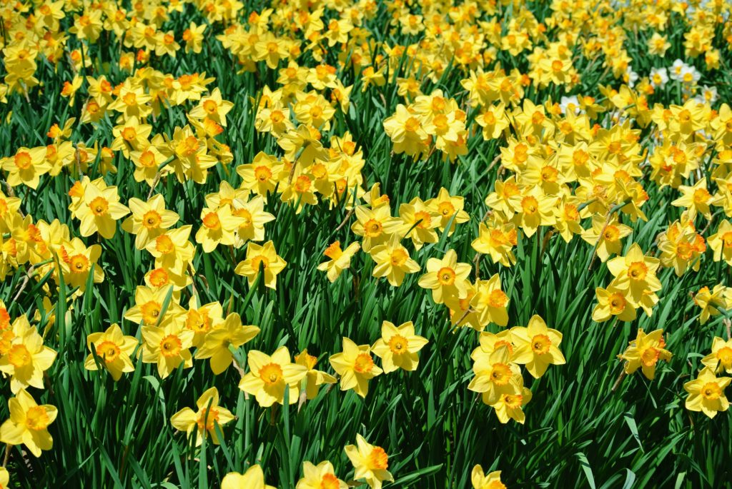 The Martha Stewart Blog : Blog Archive This Year's Blooming Daffodil ...