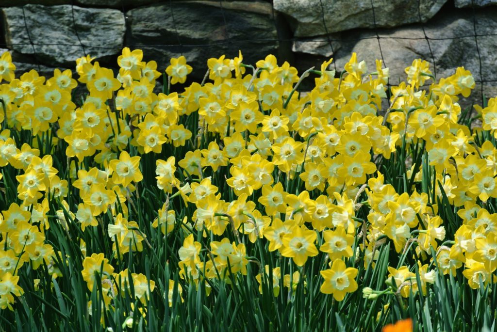 This Year's Blooming Daffodil Border - The Martha Stewart Blog