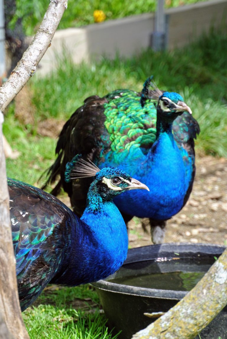 New Perches for My Peafowl - The Martha Stewart Blog