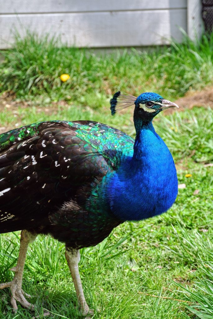 New Perches for My Peafowl - The Martha Stewart Blog