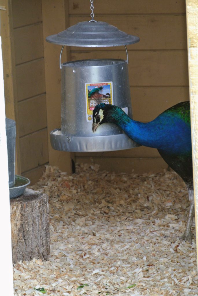 New Perches for My Peafowl - The Martha Stewart Blog