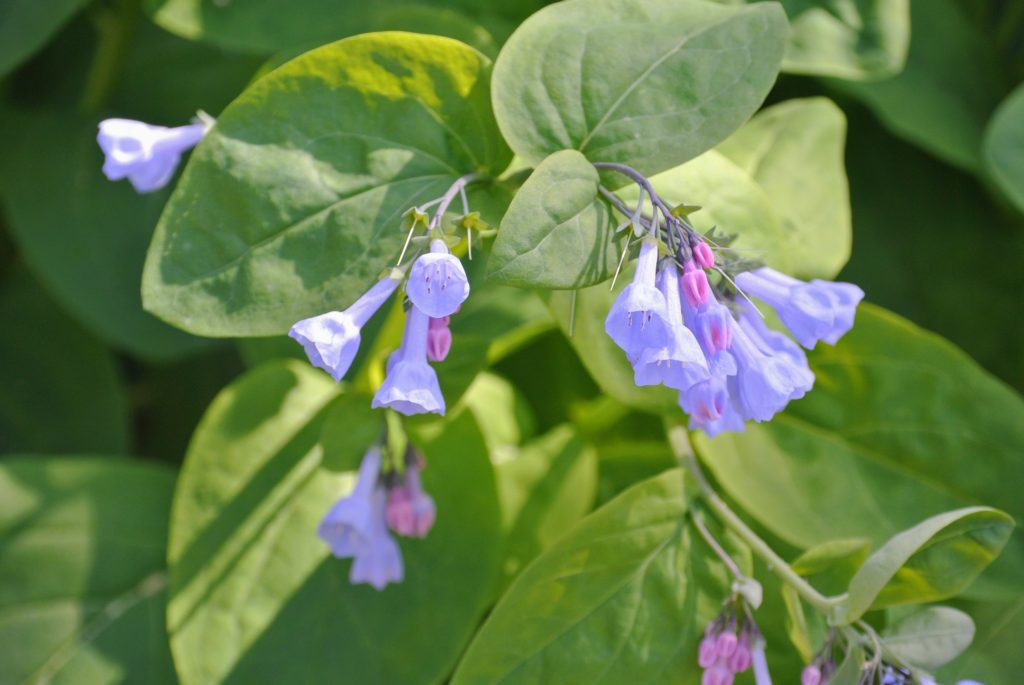 Early May Flowers Blooming at My Farm - The Martha Stewart Blog