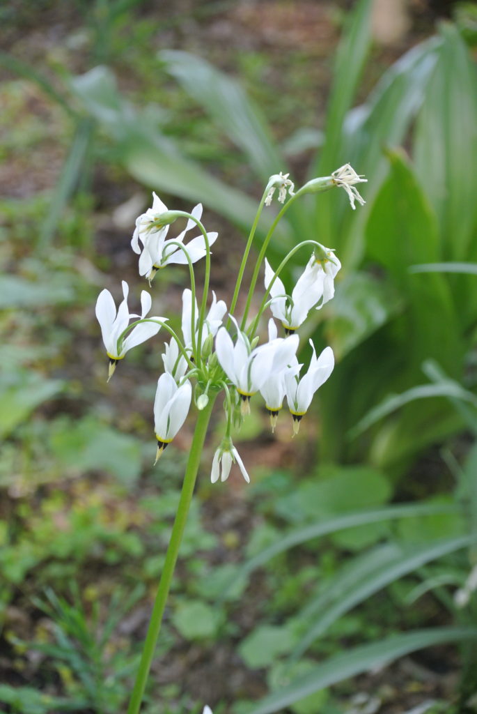 The Martha Stewart Blog : Blog Archive Early May Flowers Blooming at My ...