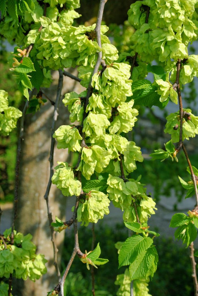 The Martha Stewart Blog : Blog Archive Early May Flowers Blooming at My ...