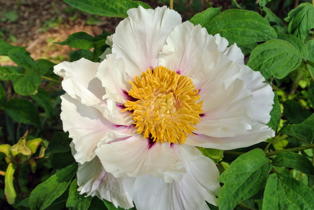 My Blooming Tree Peonies - The Martha Stewart Blog