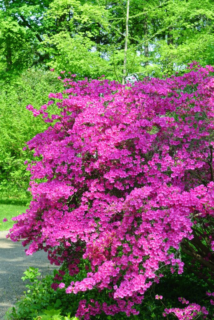 Blooming Azaleas at My Farm - The Martha Stewart Blog
