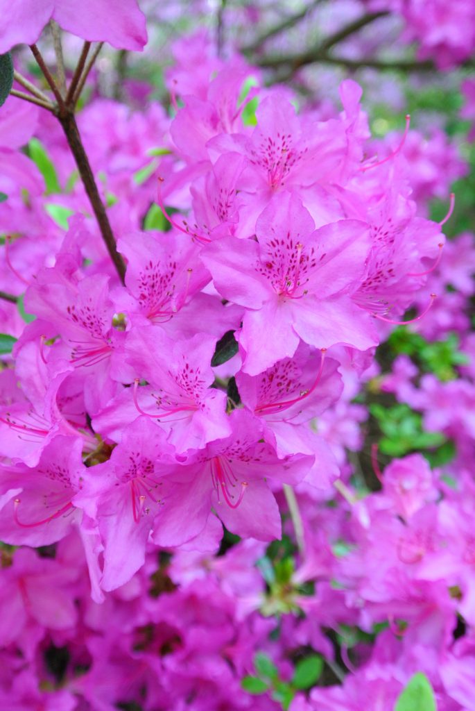 Blooming Azaleas at My Farm - The Martha Stewart Blog