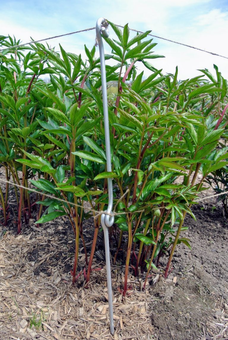 Staking My Herbaceous Peonies - The Martha Stewart Blog