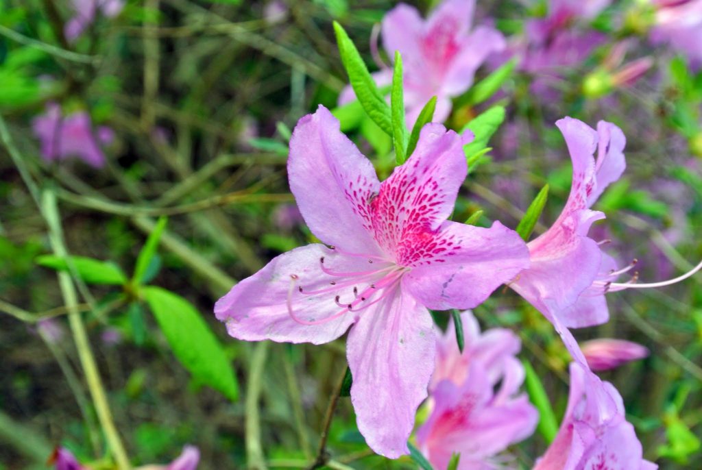 Blooming Azaleas at My Farm - The Martha Stewart Blog