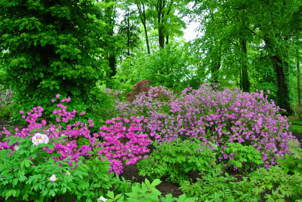 The Martha Stewart Blog : Blog Archive Blooming Azaleas at My Farm ...