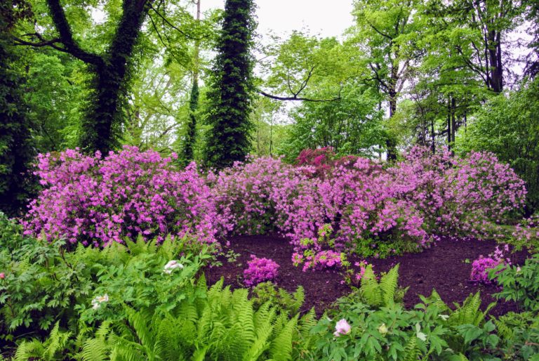 The Martha Stewart Blog : Blog Archive Blooming Azaleas at My Farm ...