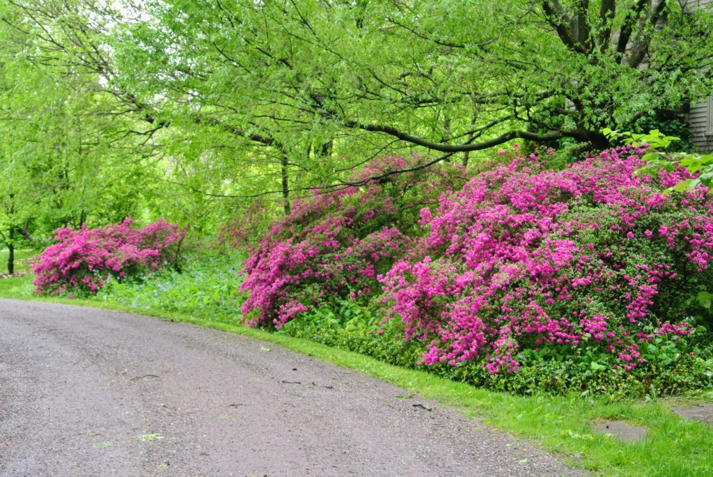 Blooming Azaleas at My Farm - The Martha Stewart Blog