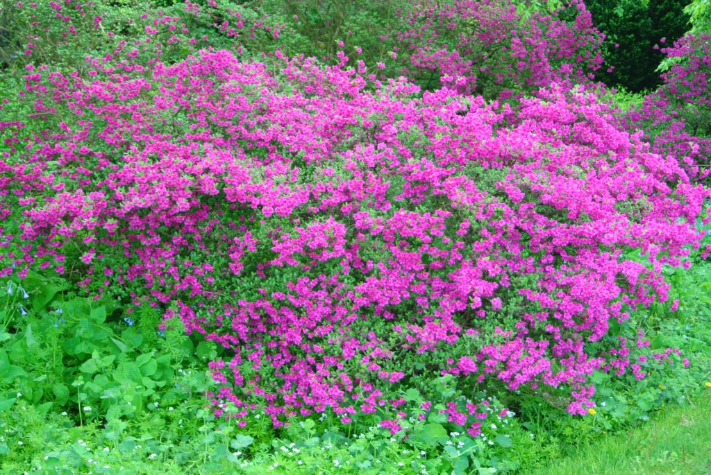 Blooming Azaleas at My Farm - The Martha Stewart Blog