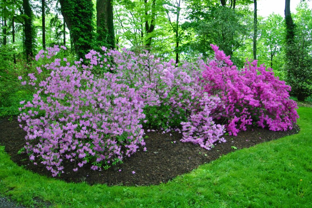 Blooming Azaleas at My Farm - The Martha Stewart Blog