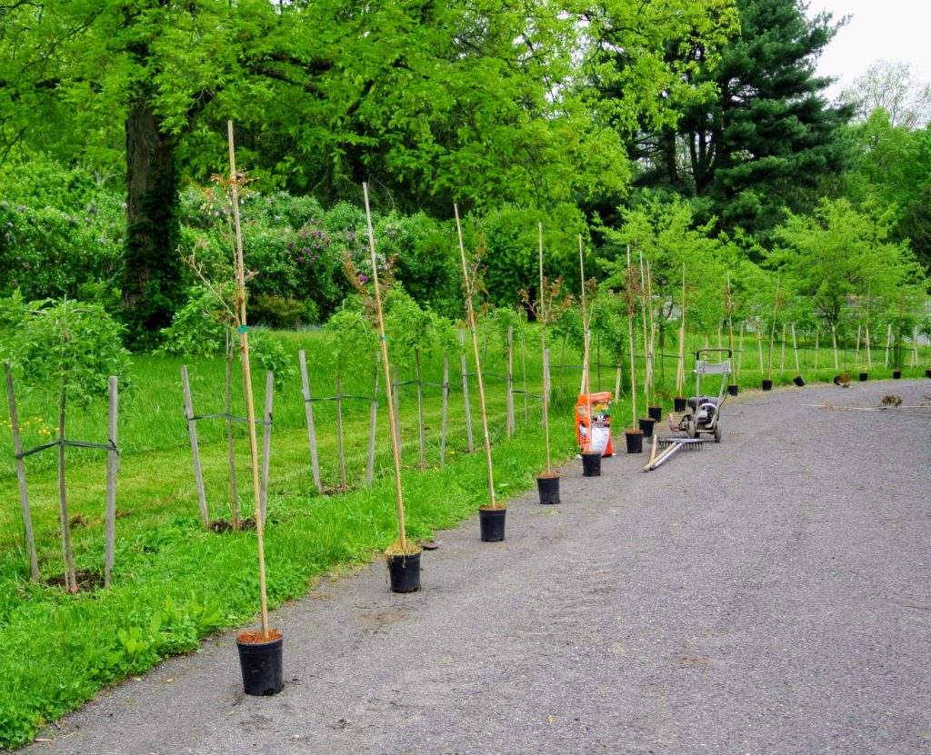 An Allee of Flowering Trees at My Farm - The Martha Stewart Blog