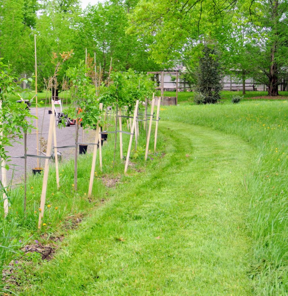 An Allee of Flowering Trees at My Farm - The Martha Stewart Blog