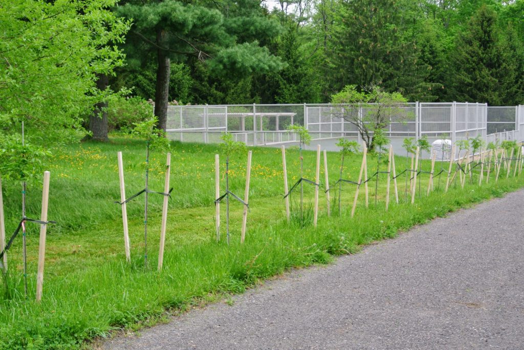 An Allee of Flowering Trees at My Farm - The Martha Stewart Blog