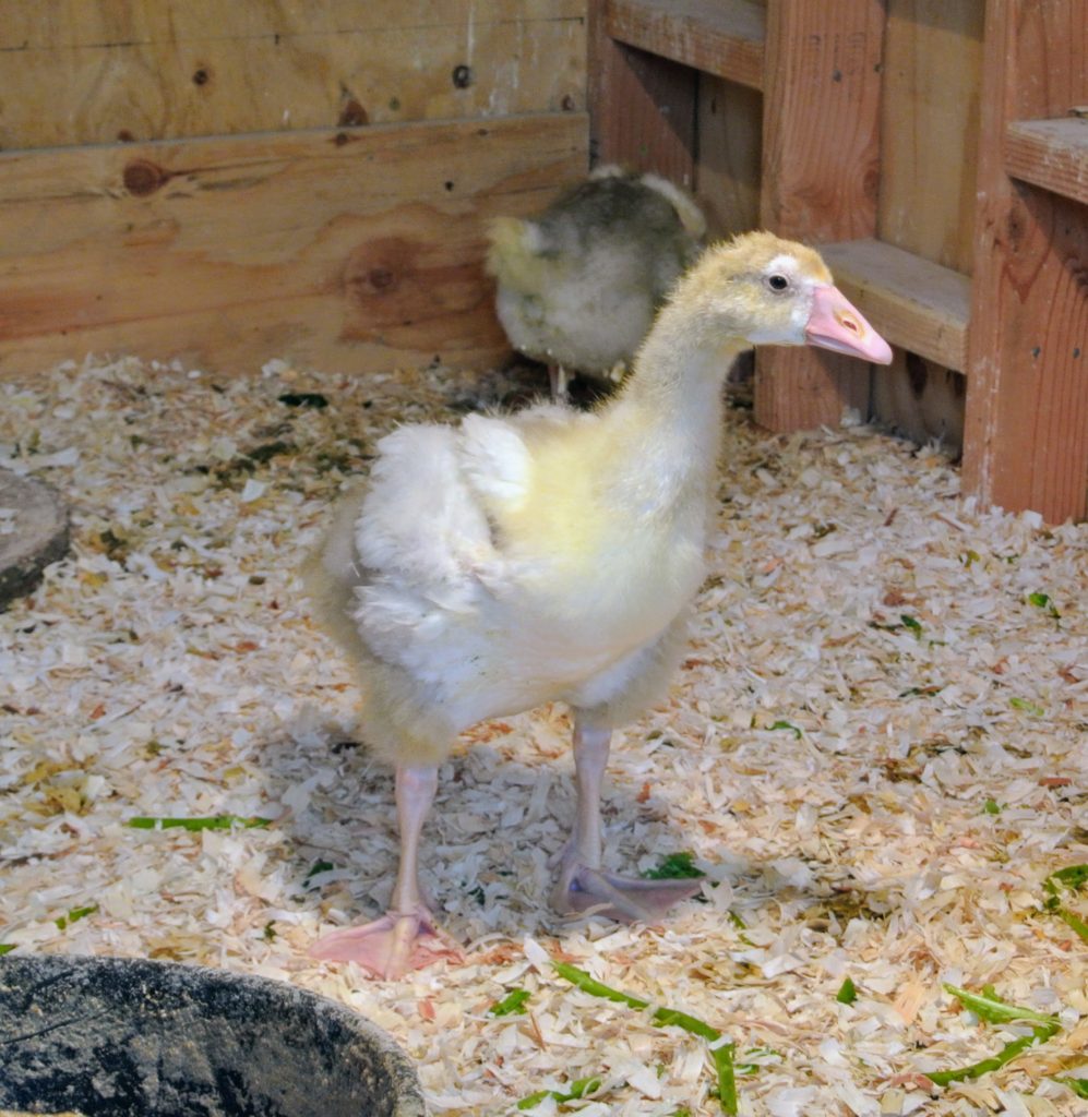 A Gaggle of Goslings at My Farm - The Martha Stewart Blog