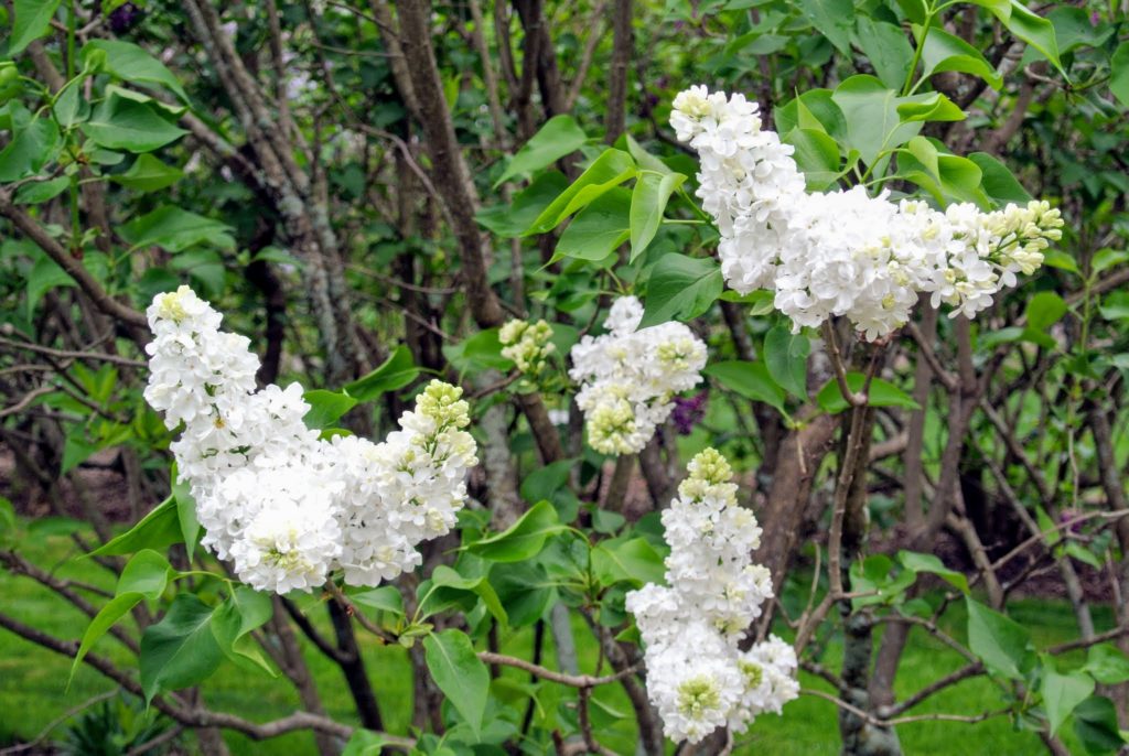 My Allee of Fragrant Lilacs - The Martha Stewart Blog