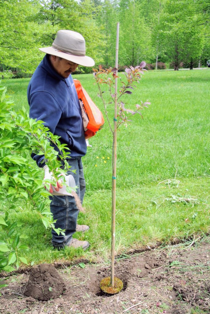 An Allee of Flowering Trees at My Farm - The Martha Stewart Blog