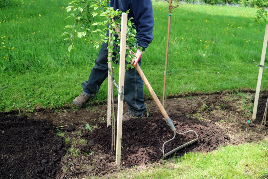 An Allee of Flowering Trees at My Farm - The Martha Stewart Blog